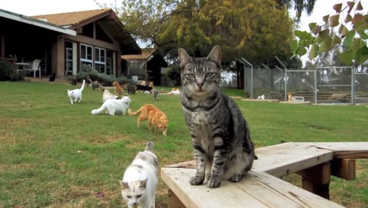 10 Amazing Cat Rescue Groups To Donate To Before The End Of The Year ...