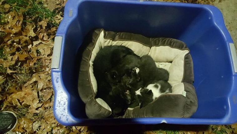 Male Cat Protects Abandoned Kittens From Cold And Rain [RESCUED] - CatTime