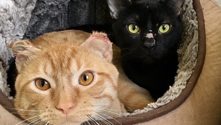 Trio Of Bonded Cat Brothers Survive Freezing Temperatures By Huddling ...