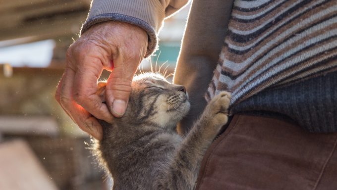 Feeling Cruddy? Grab Your Kitty And Feel The Healing Power Of Cat Purrs ...