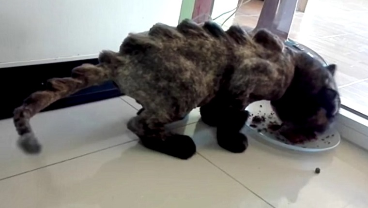 Dinosaur Cats Are A New Internet Trend, But Should You Shave A Cat ...
