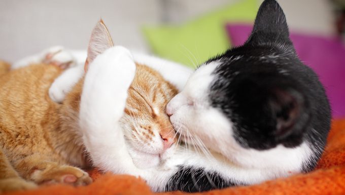 National Cuddle Up Day: Cuddle Your Kitty On January 6th! - CatTime