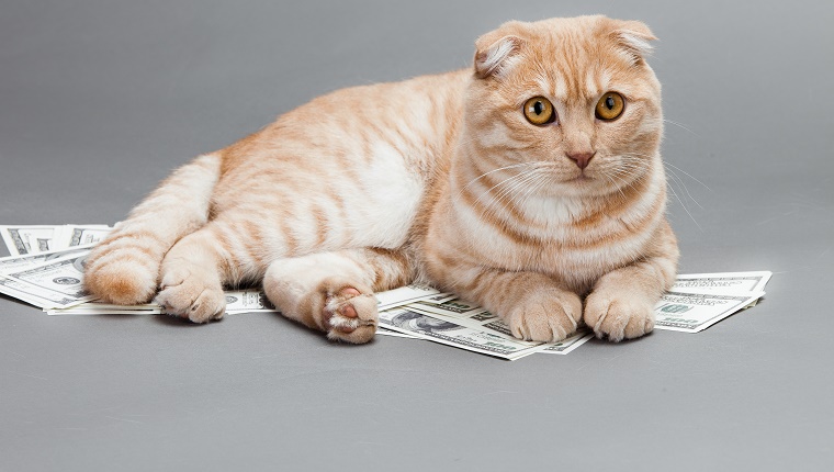Pet Expenses That Are Tax-Deductible - CatTime