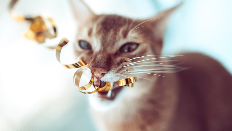 'Why Does My Cat Eat Plastic?' Here's What You Should Know About Feline ...
