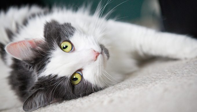 5 Ways To Help Your Cat Live Longer - CatTime