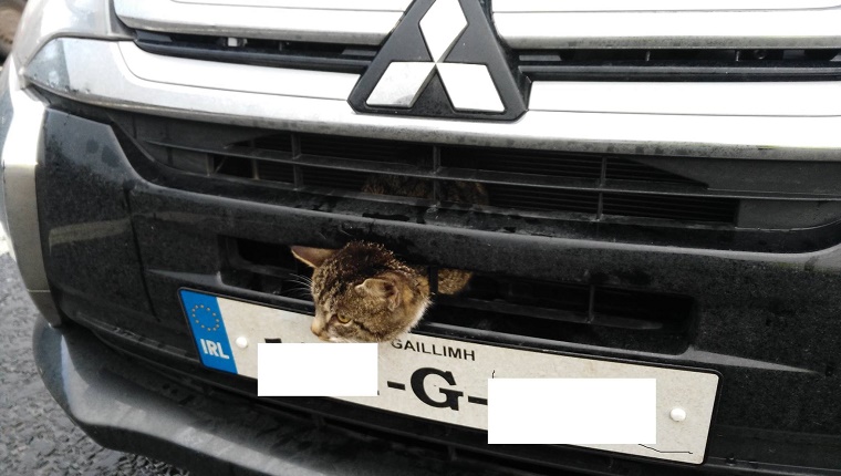 Cat With Its Head Stuck In Car Grille Saved When Police Pull Over The ...