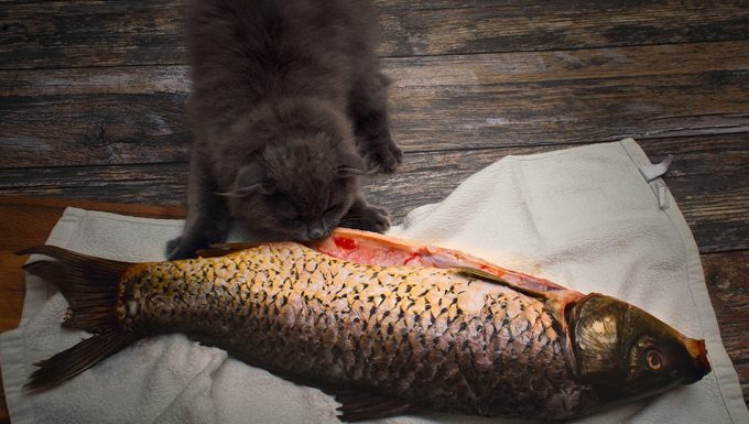 5 Ways To Help Your Cat Live Longer - CatTime