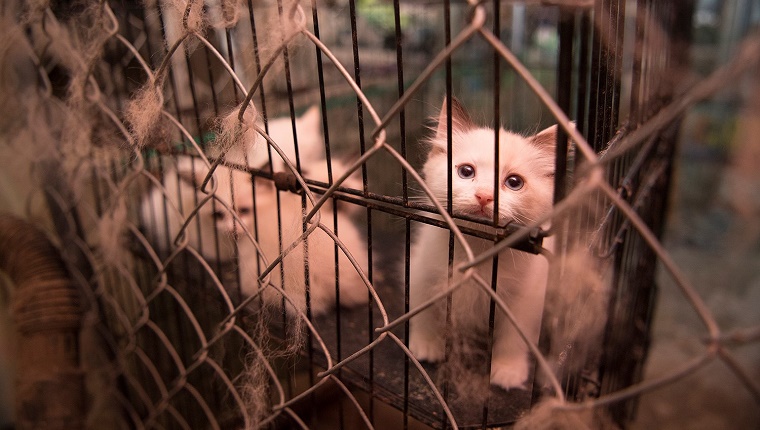 USDA Removes Database Of Animal Welfare Violators Including Kitten And ...