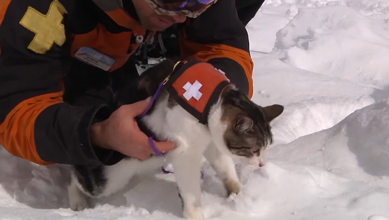 How To Find A Lost Cat: Search And Rescue Cat Henry Hot On The Tail ...