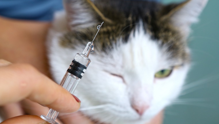 Deadly, Highly-Contagious Cat Virus Returns To Australia After 40 Years ...