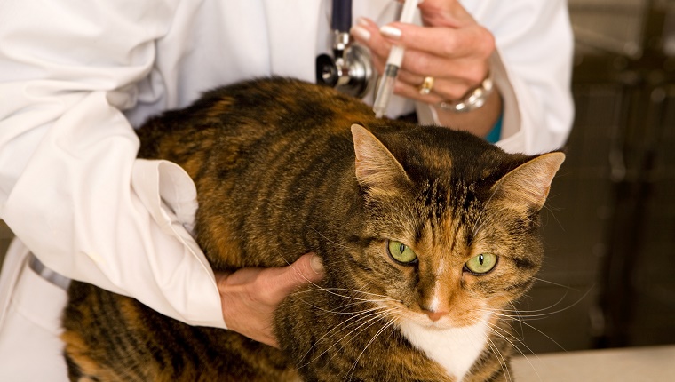 Deadly, Highly-Contagious Cat Virus Returns To Australia After 40 Years ...