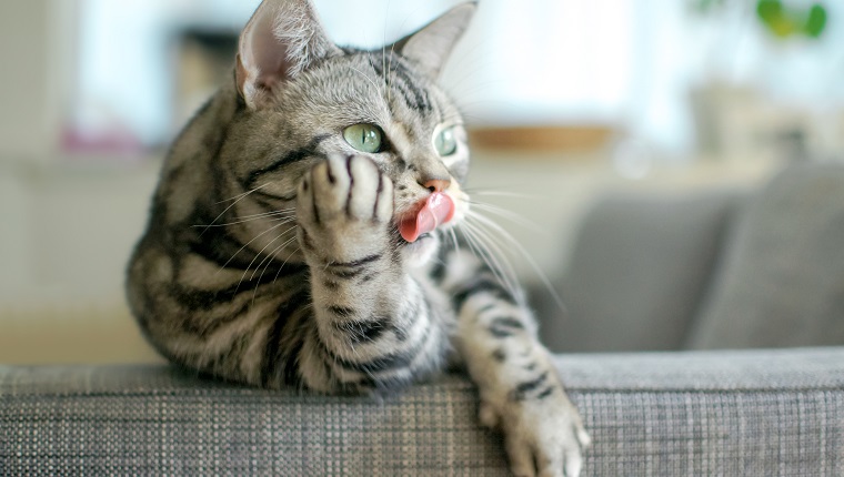 Fur Laughs: We Absolutely Can't Get Enough Of Cats Sitting Like Humans ...