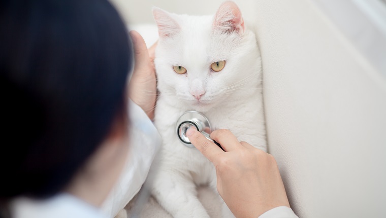 Constipation In Cats: Symptoms, Causes, & Treatments - CatTime