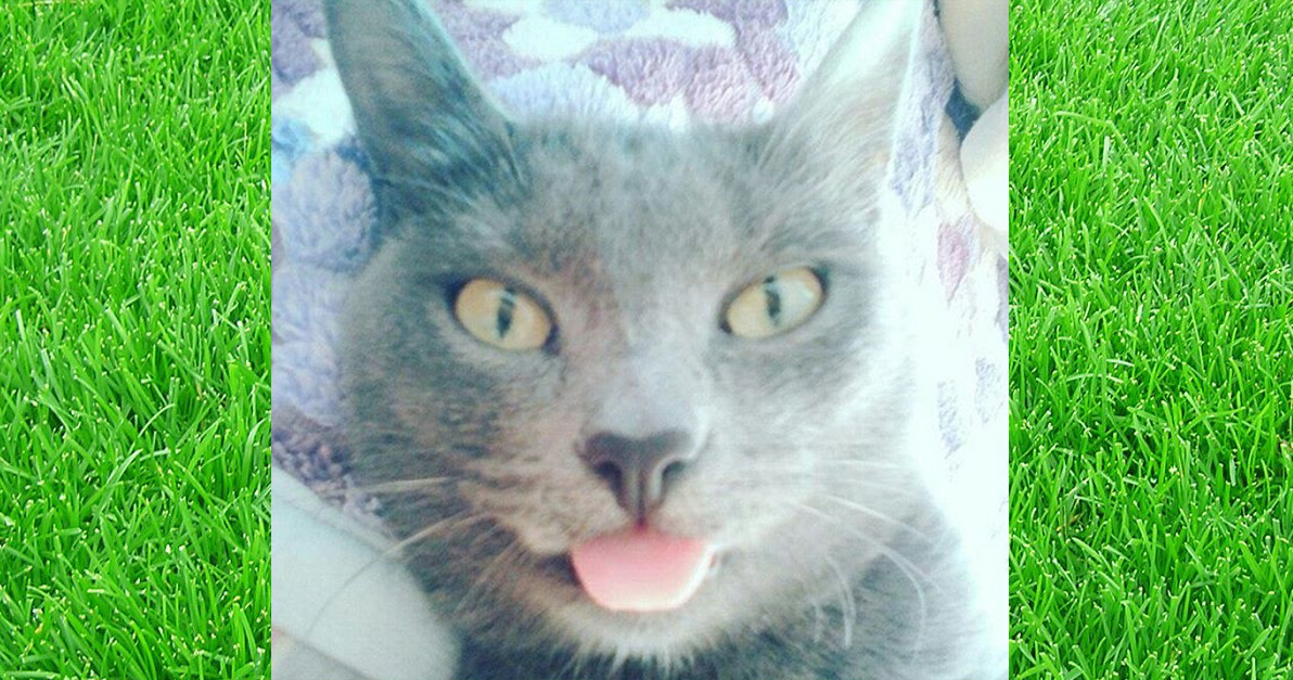 30 Cats Who Are So Happy To See You! [PICTURE GALLERY] - CatTime