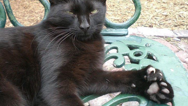 Cat Facts: Why Do So Many Cats Have Extra Toes? - CatTime