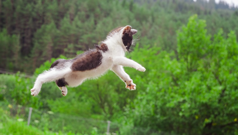 Fur Laughs: 7 Cats Who Tried To Make A Jump But Didn't Even Come Close ...