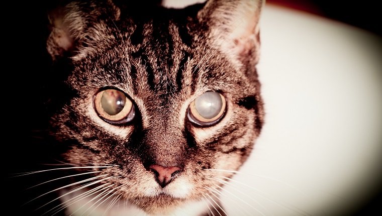 Cataracts In Cats: Symptoms, Causes, & Treatments - CatTime