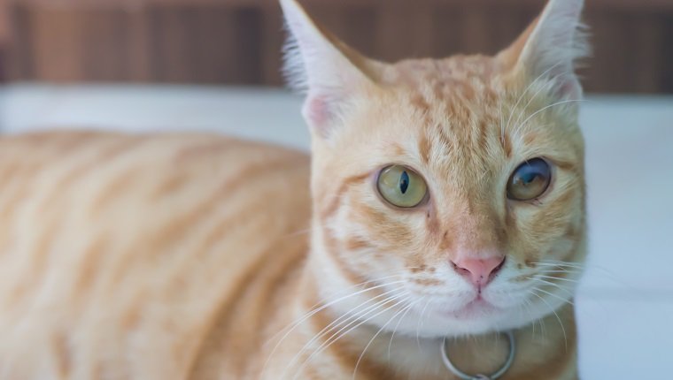 Cataracts In Cats: Symptoms, Causes, & Treatments - CatTime