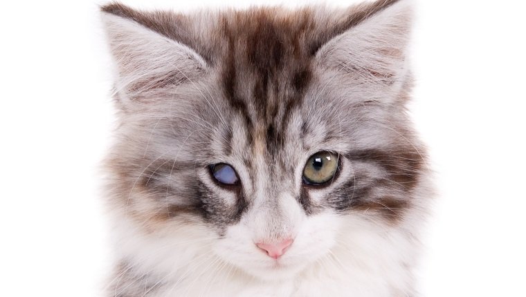 Cataracts In Cats: Symptoms, Causes, & Treatments - CatTime