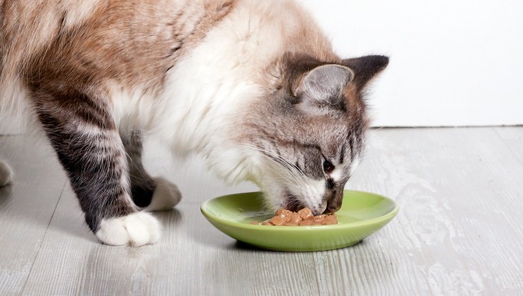 5 Eating Disorders That Affect Cats - CatTime