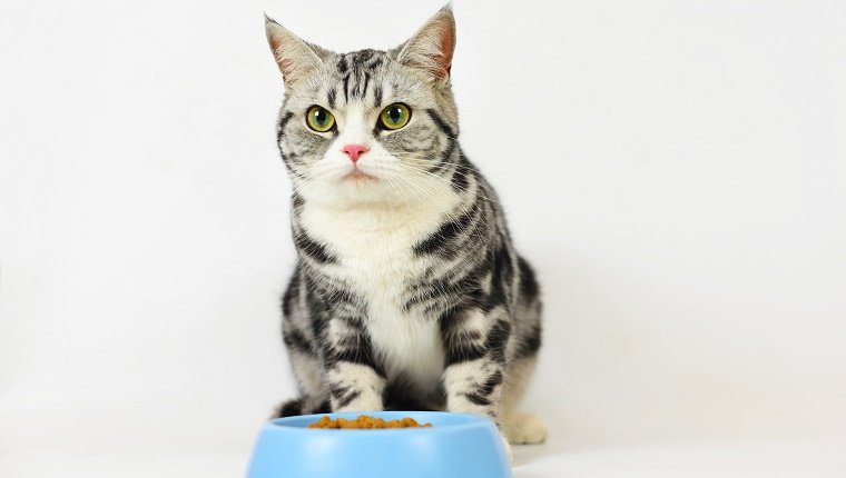 5 Eating Disorders That Affect Cats - CatTime