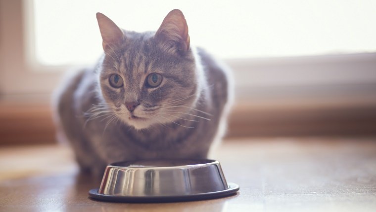 5 Eating Disorders That Affect Cats - CatTime