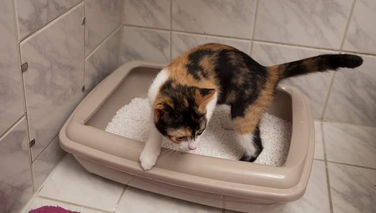 5 Eating Disorders That Affect Cats - CatTime