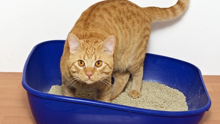 5 Eating Disorders That Affect Cats - CatTime