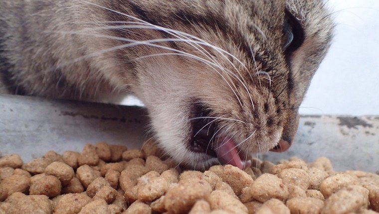 5 Eating Disorders That Affect Cats - CatTime