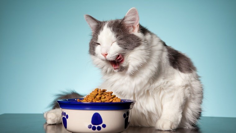 5 Eating Disorders That Affect Cats - CatTime