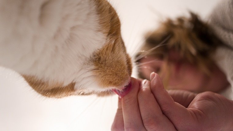 5 Eating Disorders That Affect Cats - CatTime