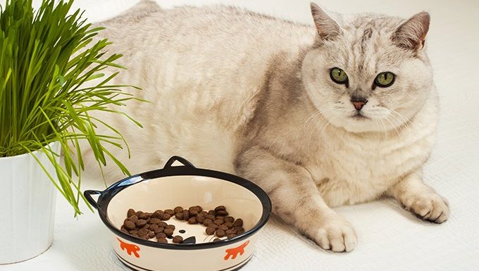 How To Deal With A Food-Obsessed Cat - CatTime