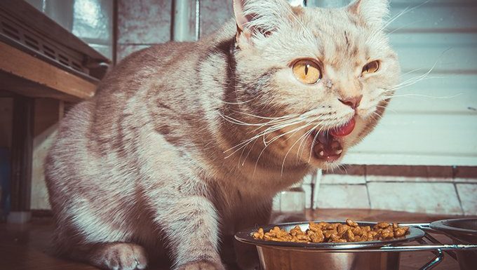 How To Deal With A Food-Obsessed Cat - CatTime