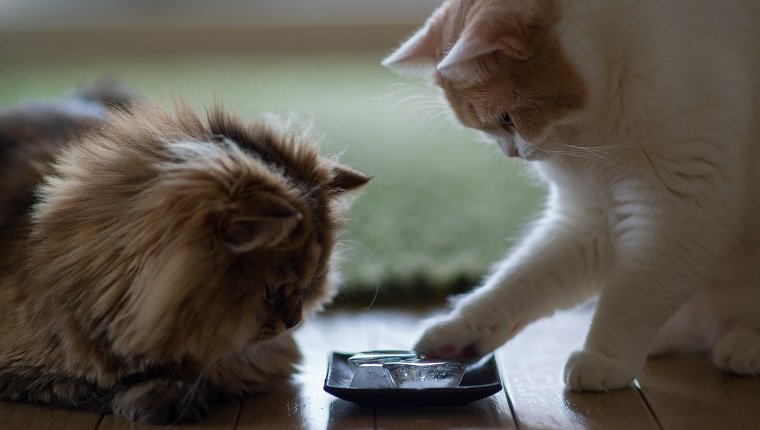 8 Household Objects That Make Safe Instant Cat Toys - & Some You Should ...