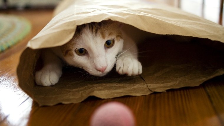 8 Household Objects That Make Safe Instant Cat Toys - & Some You Should ...