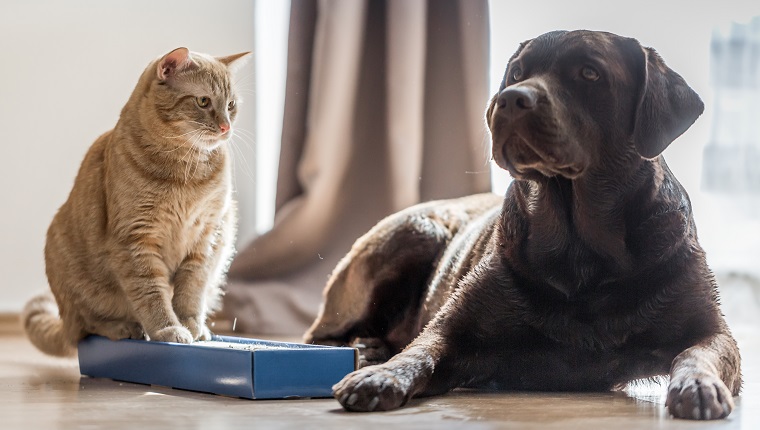 Introducing A New Dog To Your Home & Resident Cat - CatTime