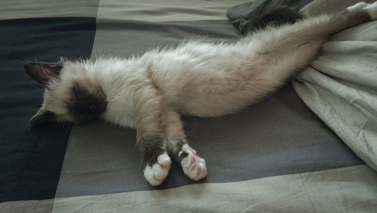 World Sleep Day: 7 Cute, Sleepy Cats Who Just Can’t Stay Awake [VIDEOS ...