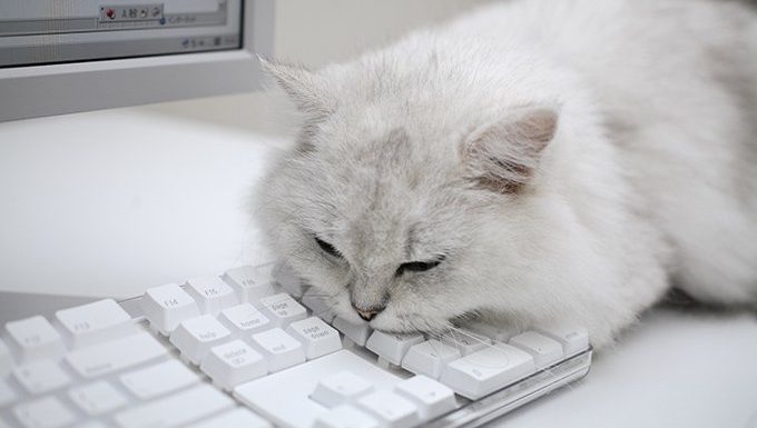 Survival Guide For Cat Parents Who Work At Home - CatTime