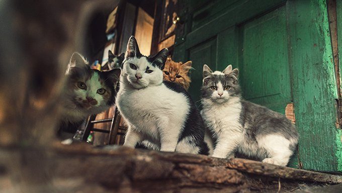 From Rescuing To Hoarding: How A Passion For Animals Can Become ...