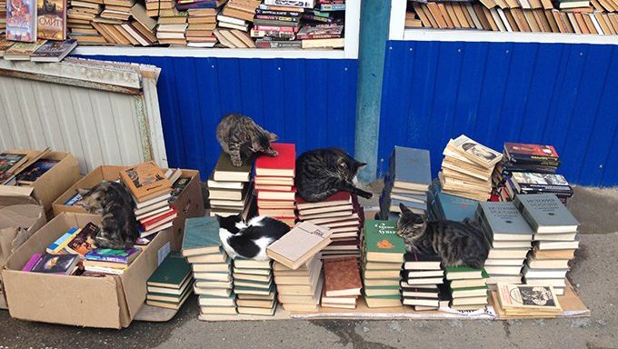 From Rescuing To Hoarding: How A Passion For Animals Can Become ...