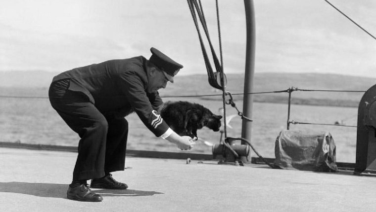 8 Brave Cats Who Served The Armed Forces - CatTime