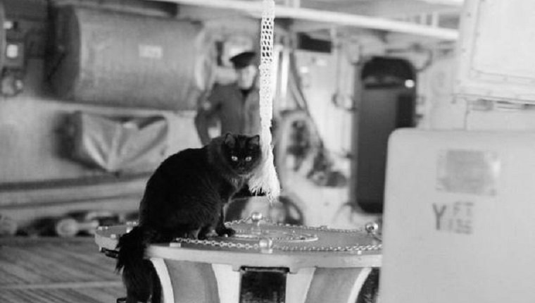 8 Brave Cats Who Served The Armed Forces - CatTime