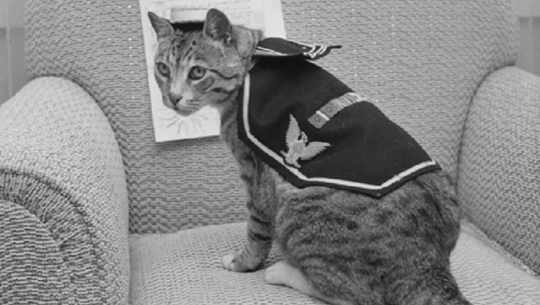 8 Brave Cats Who Served The Armed Forces - CatTime
