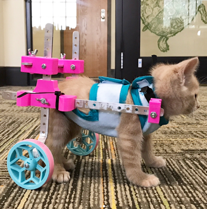 Special Needs Cat Of The Week: Chloe - CatTime