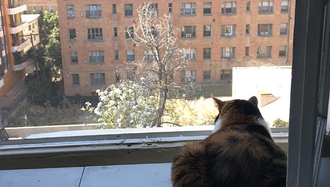6 Ways To Keep Your Cat Safe From Falling Out Of Open Windows - CatTime