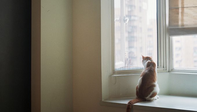 6 Ways To Keep Your Cat Safe From Falling Out Of Open Windows - CatTime