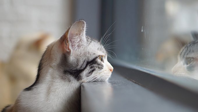 6 Ways To Keep Your Cat Safe From Falling Out Of Open Windows - CatTime