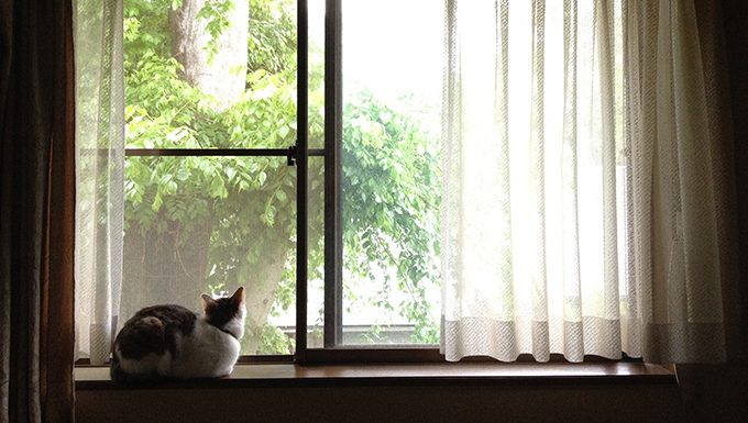 6 Ways To Keep Your Cat Safe From Falling Out Of Open Windows - CatTime