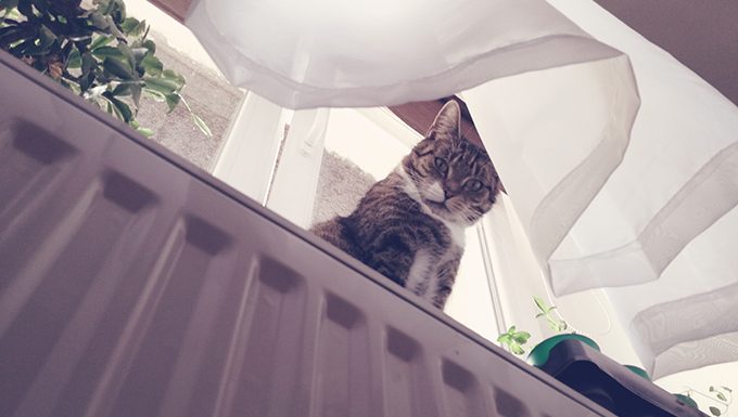 6 Ways To Keep Your Cat Safe From Falling Out Of Open Windows - CatTime