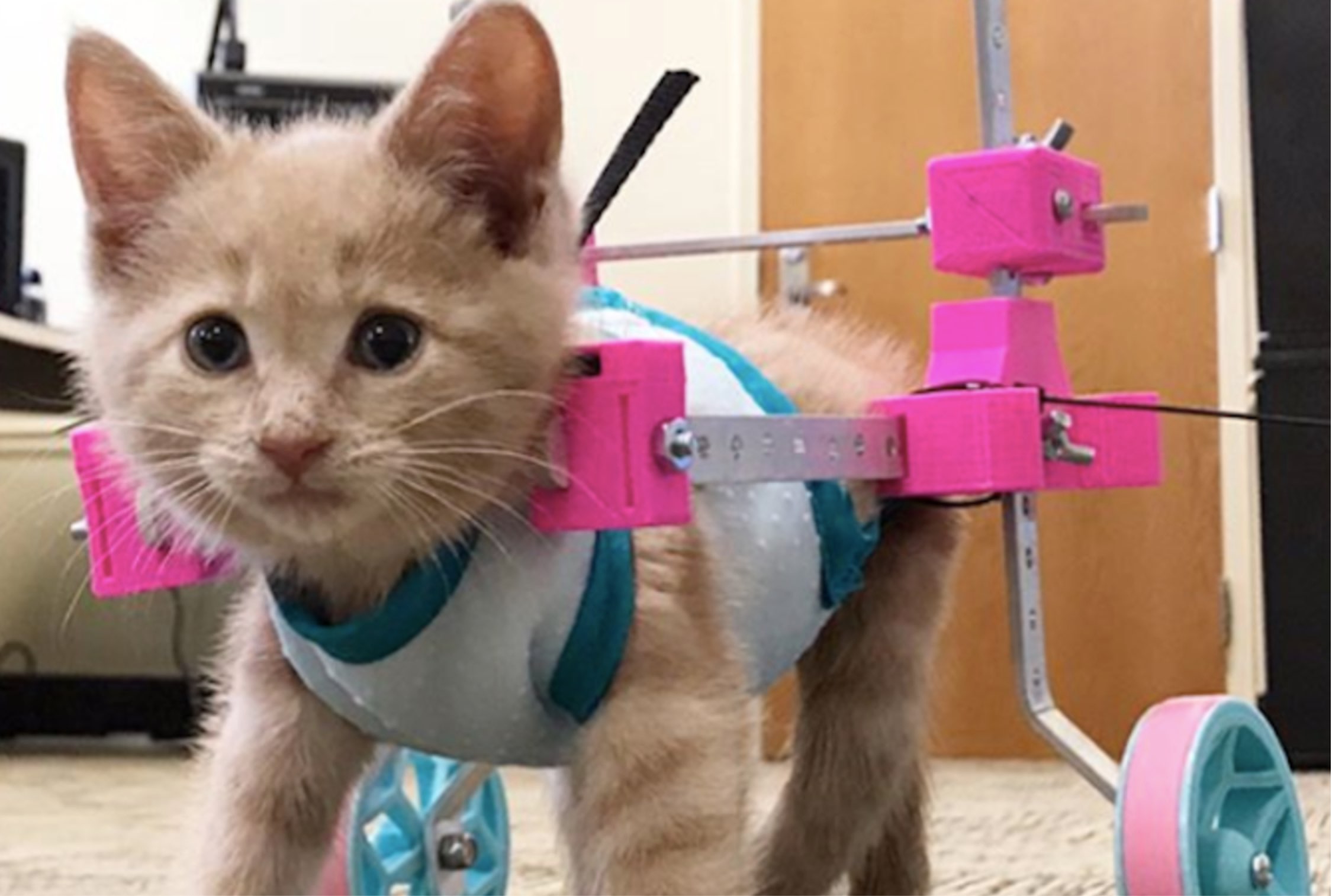 Special Needs Cat Of The Week: Chloe - CatTime